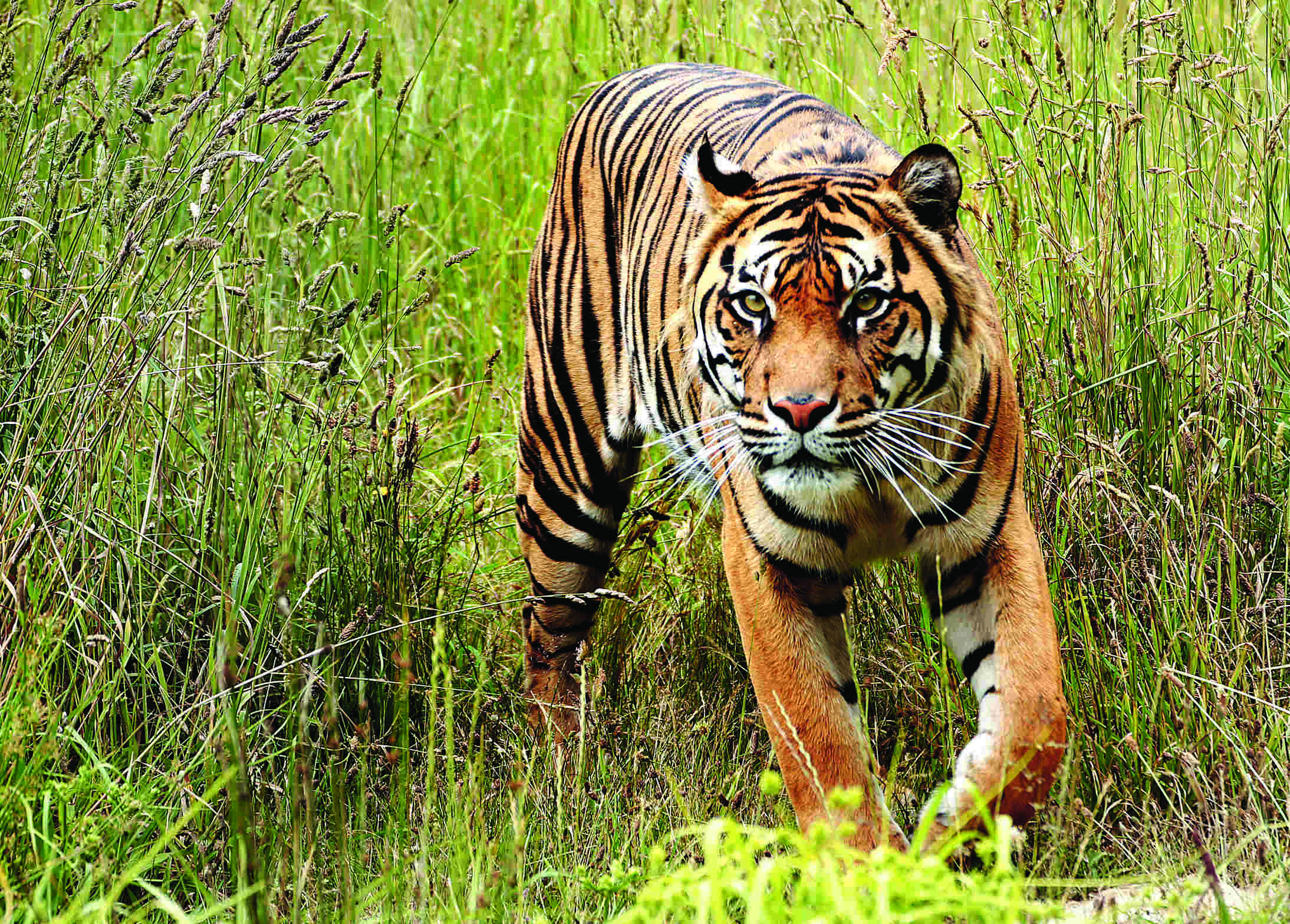 Core tiger habitat areas of NPs to be kept inviolate for tiger ...