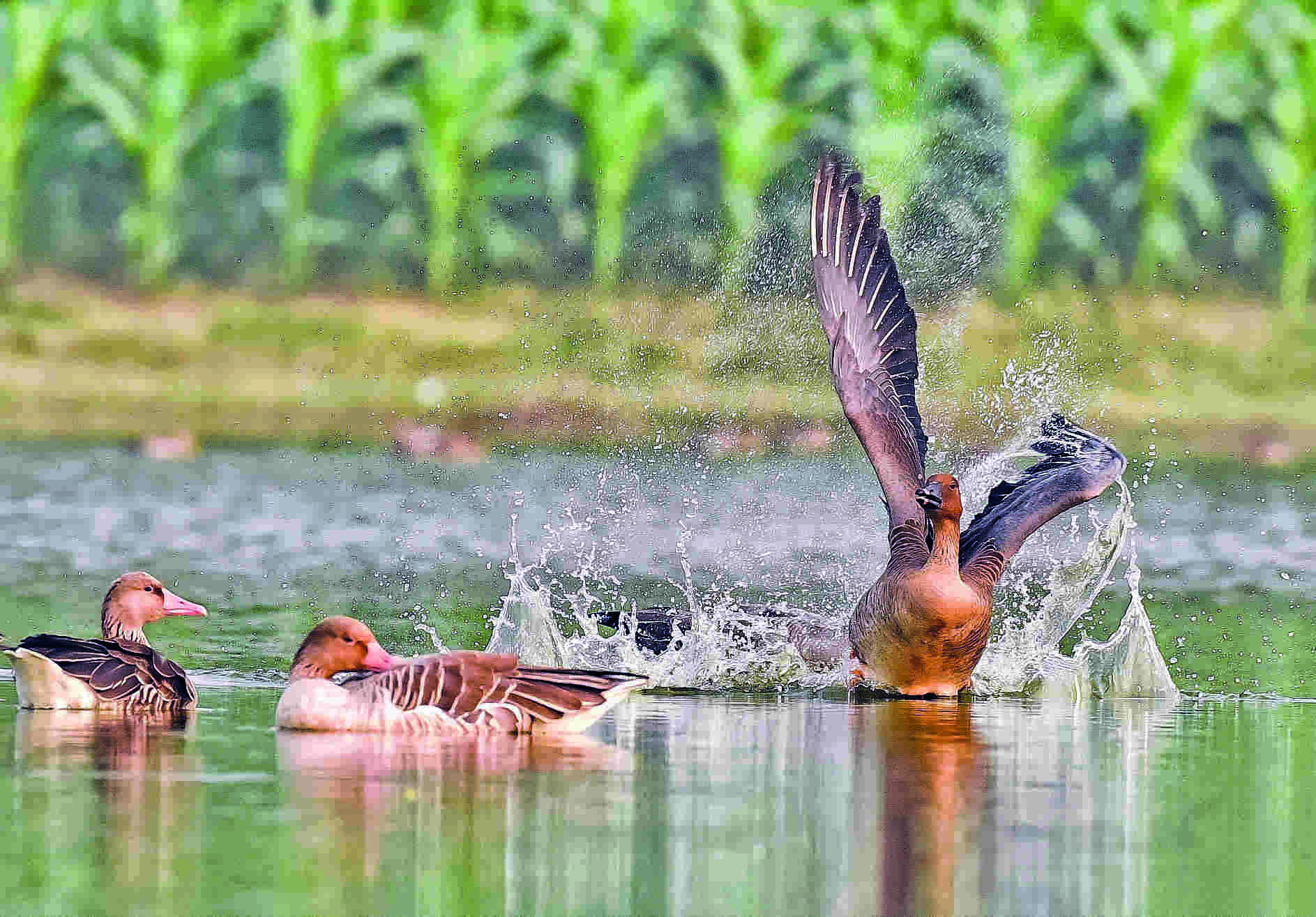 Tundra Bean Goose spotted in Raiganj