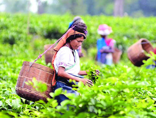 Four tea gardens in Darj Hills all set to reopen today