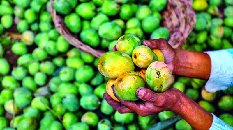‘State set to export as many as 75 mango varieties this year’