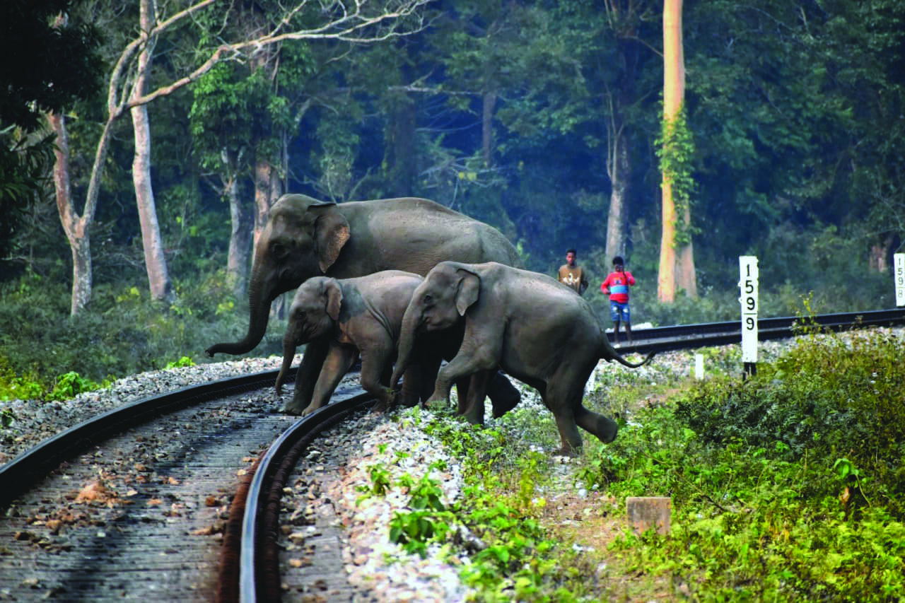 Rlys signs pact to install Intrusion Detection System in all elephant ...