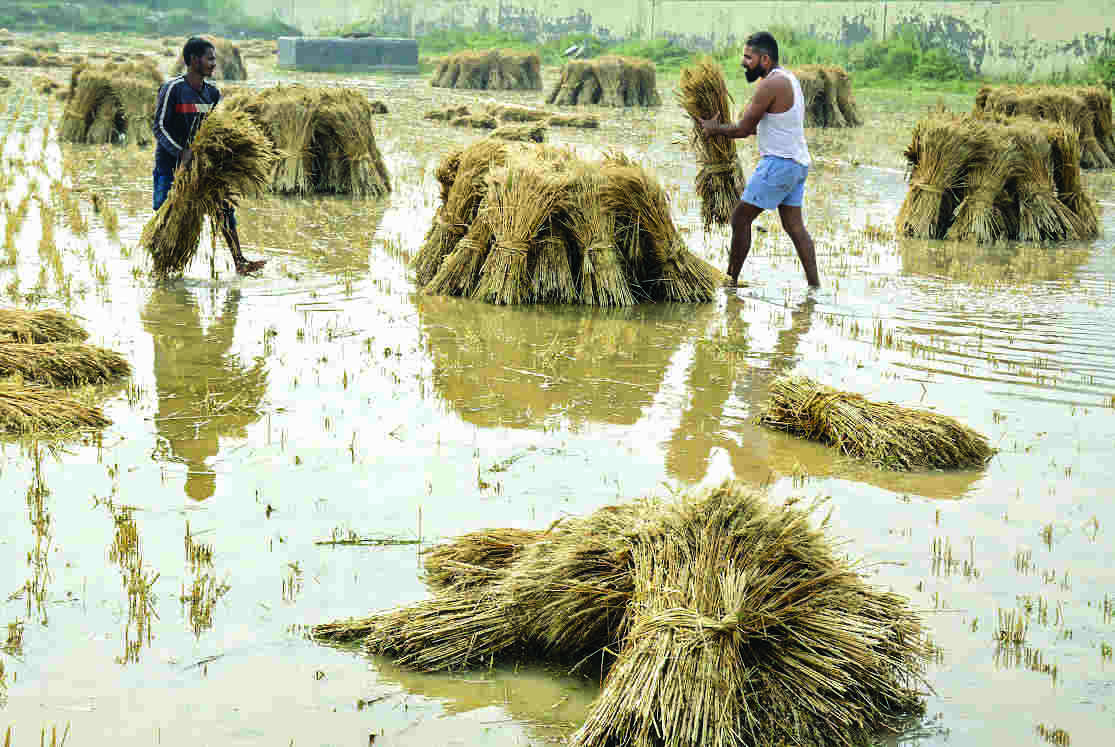 Hailstorm, untimely rains hit wheat crops over 5.23L hectare in three ...