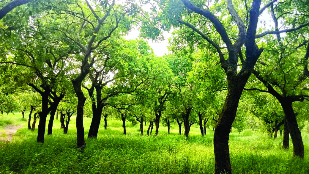 Malda: Survey for land status & fish diversity to be done at Hijal Forest