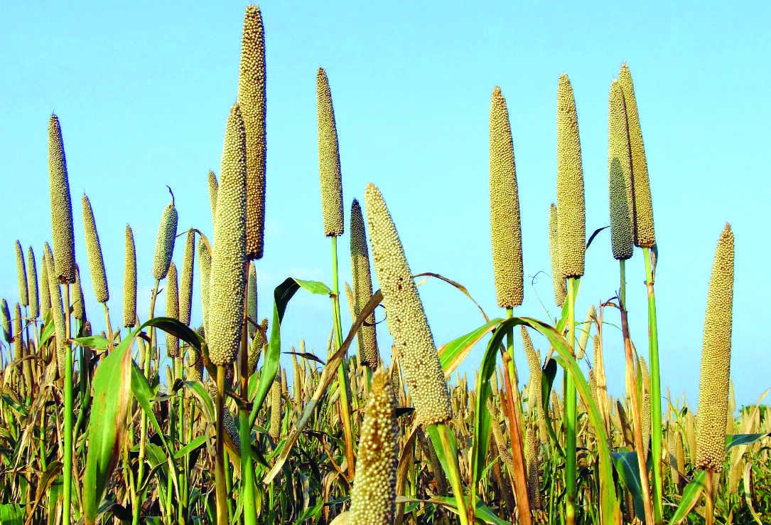 Cooch Behar to get millet hub