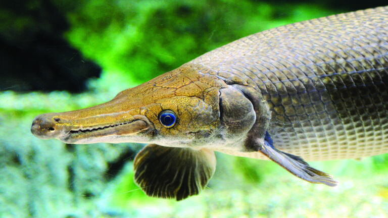 Alarm bells ring among scientists and authorities after Alligator Gar ...