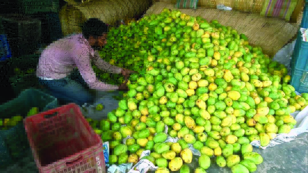Mango exports this season to start from early June