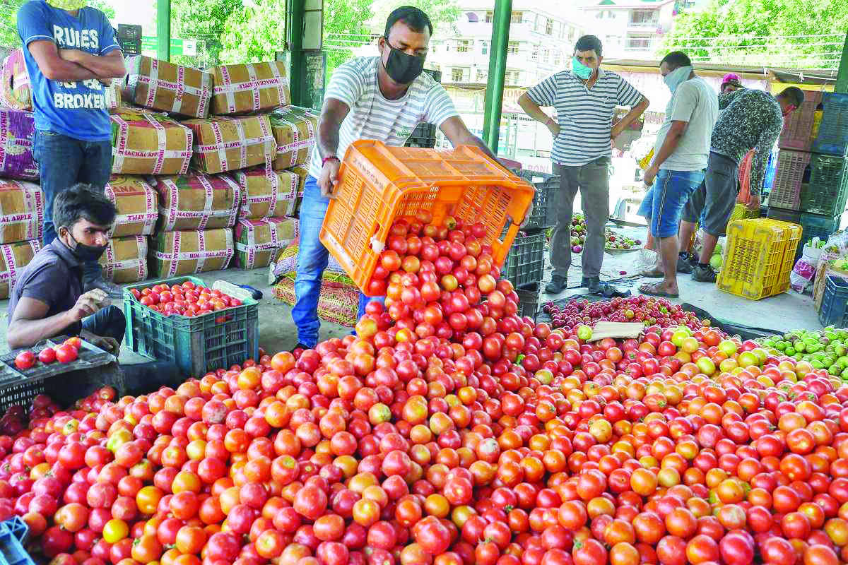 Higher supply from Maha, MP: Tomato prices may fall