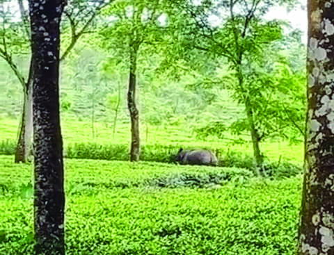 Rhino roams through three tea gardens in Jalpaiguri district