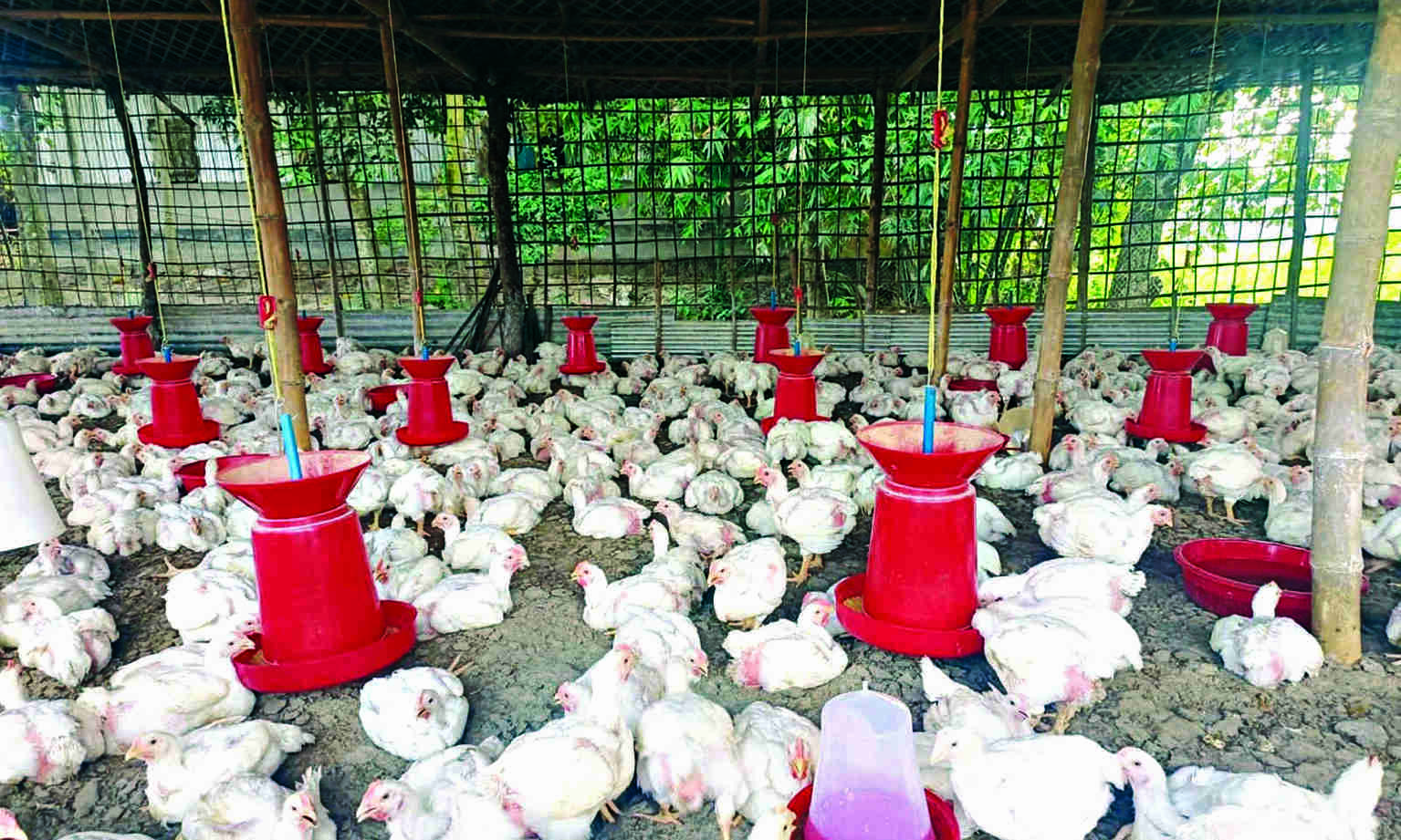 Genetically edited chickens used to limit bird flu spread