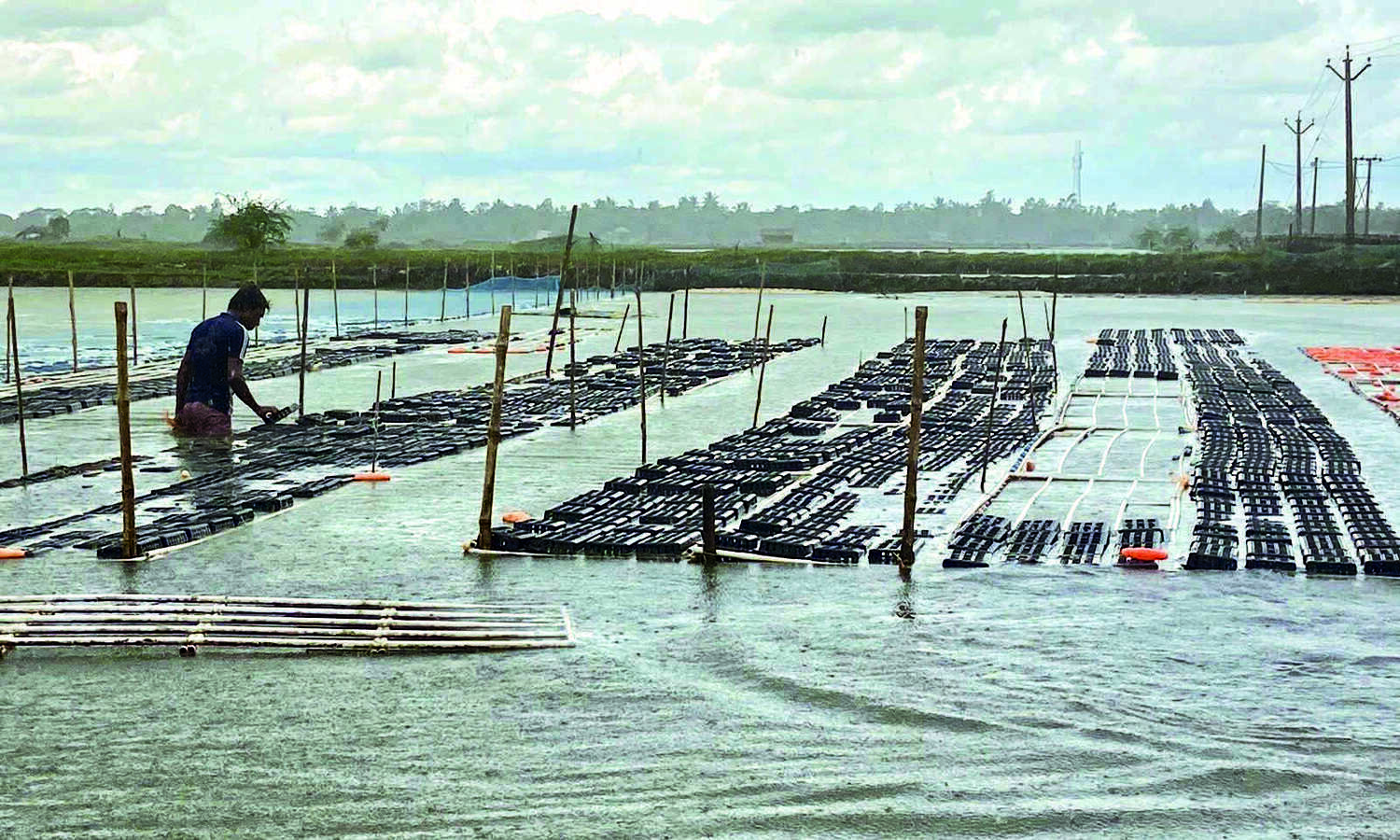 Soon, cage culture of fishes to start in 2 places