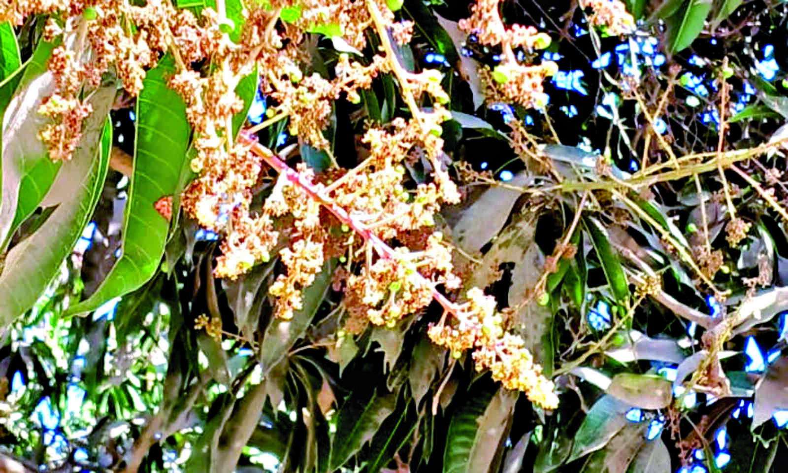 Malda pushes for mango tourism in dist