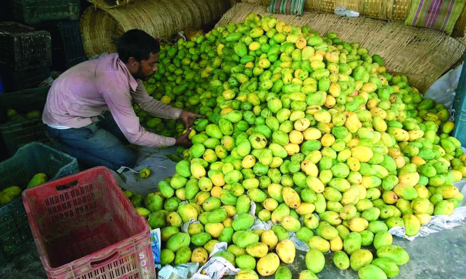 Malda: ‘Untimely rain likely to boost mango yield in 2024’