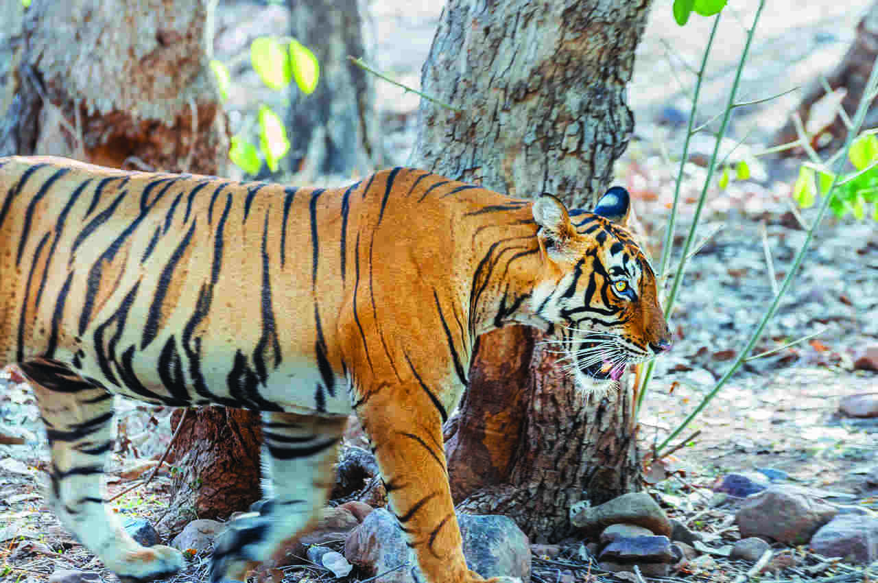 Sikkim: Royal Bengal Tiger spotted at an altitude of 3,640 metre