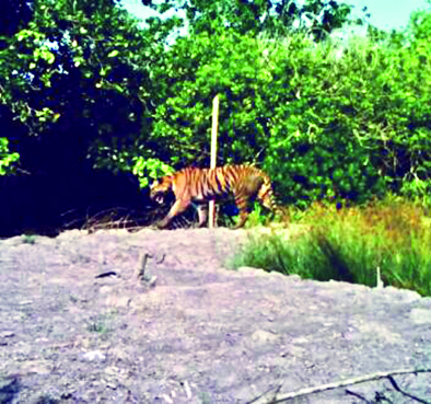 Patharpratima: Forest staff drives tiger back into wild