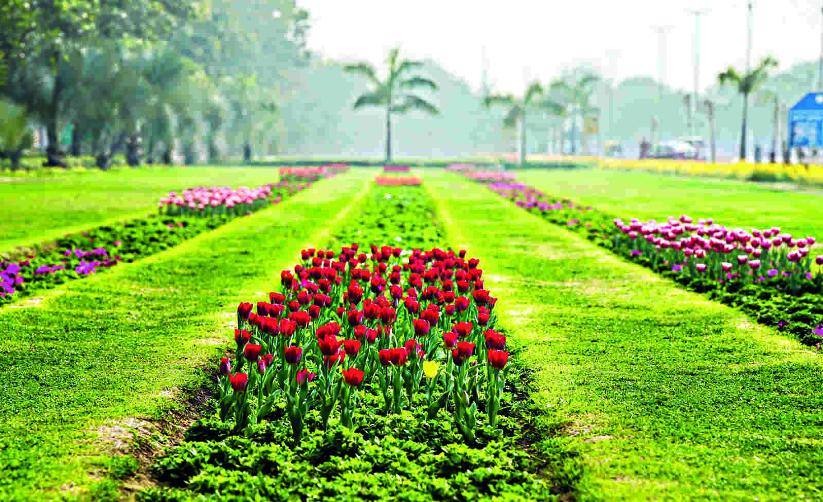 3L tulip plants have been procured for DDA, NDMC under L-G’s instructions