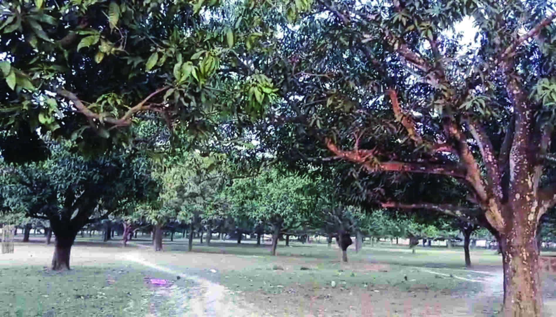 Malda: Farmers hopeful of ‘good health of mango trees’ with 2 days of rain
