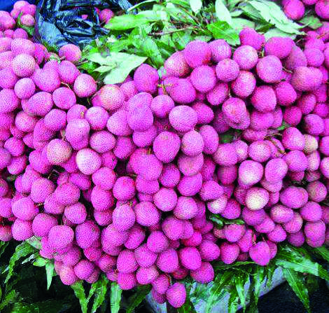 Malda: ‘Good yield of litchi to makeup for dip in mango produce this year’