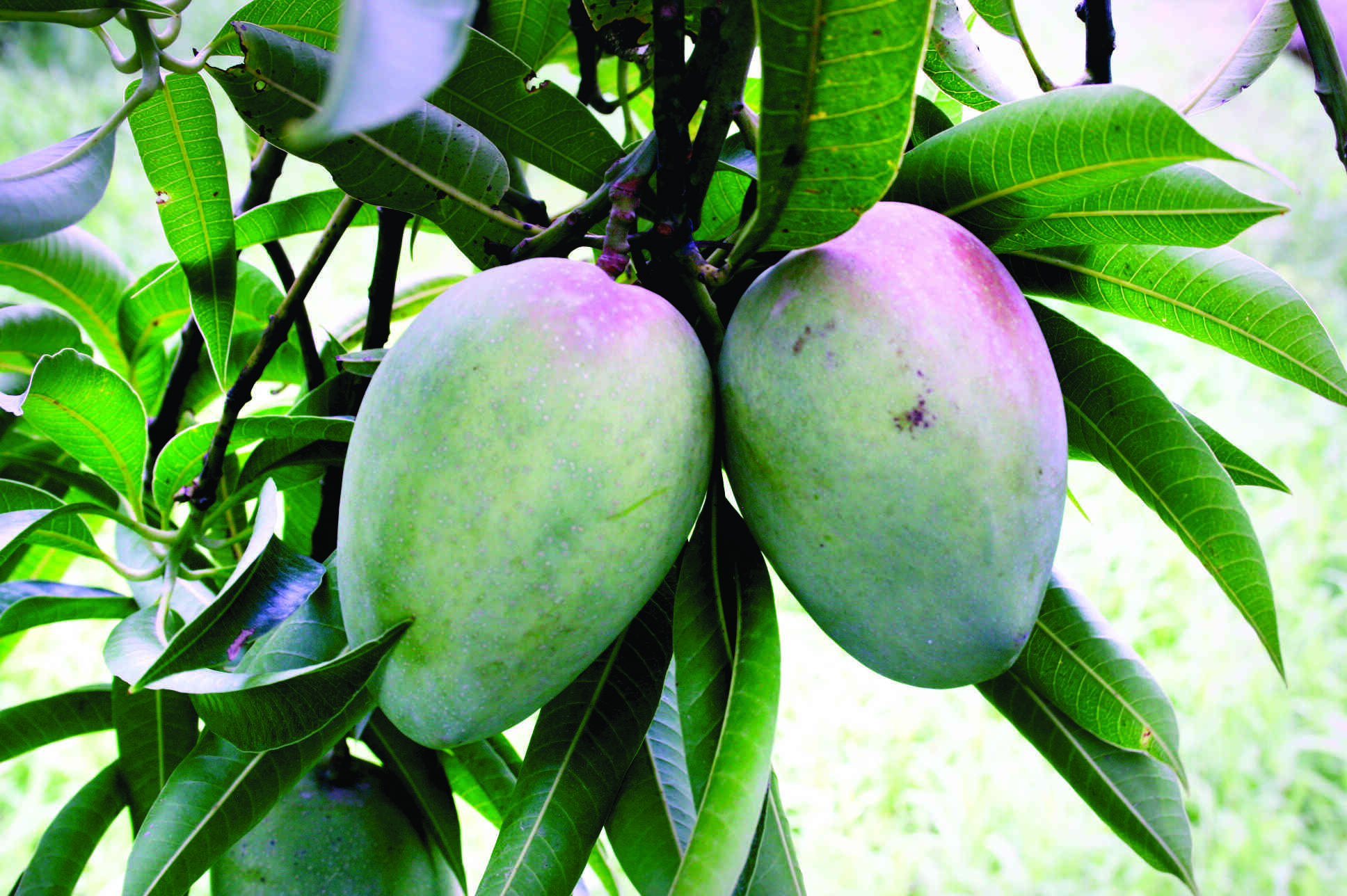 CISH Malda showcases over 250 varieties of mangoes in competition