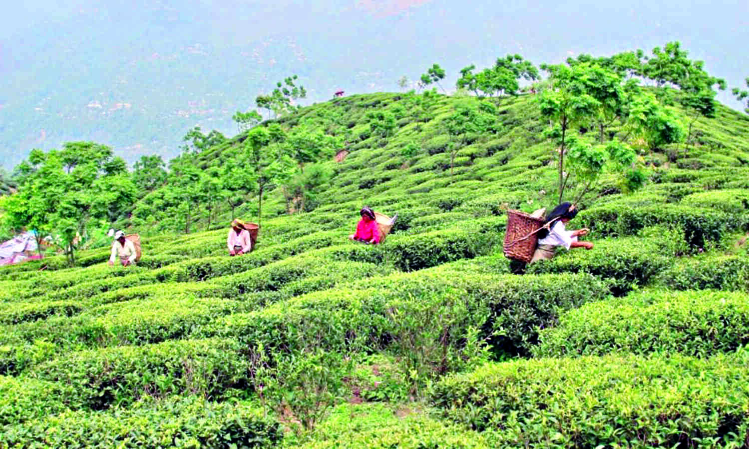 Tea owners urge Centre to include tea in public distribution system