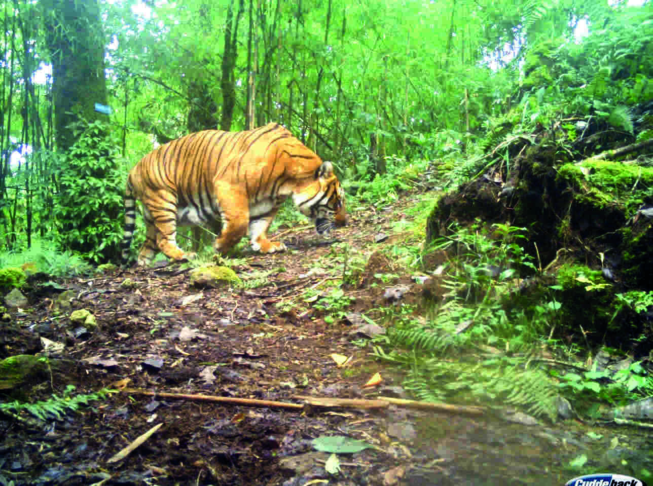Gorumara Wildlife Div examines expanded range of Bengal Tigers