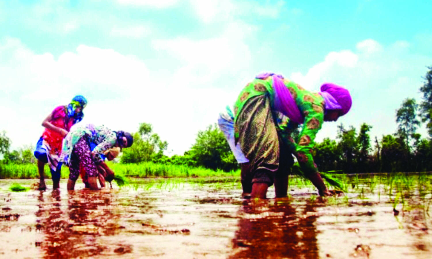 State govt increases milling charges for paddy into rice