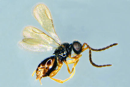Groundbreaking discovery: ZSI identifies new wasp species from Nagaland