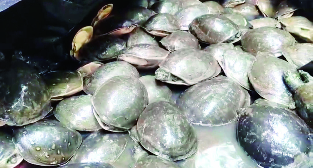 As many as 103 turtles rescued from smuggling attempt on private bus