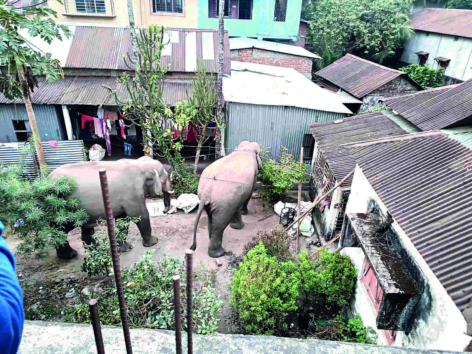 Pair of wild elephants cause panic in Falakata; town paralysed for hours