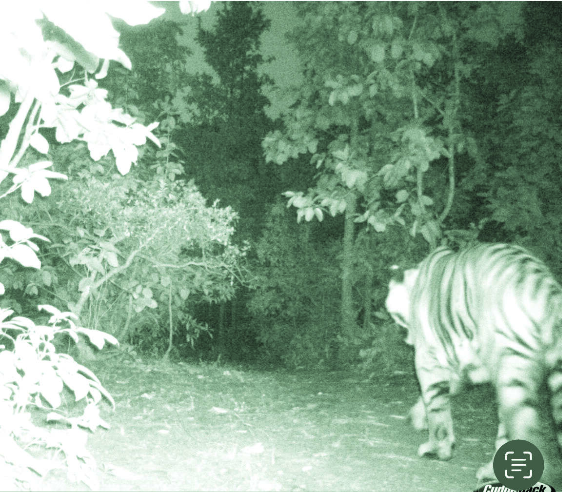 Forest dept trap cameras capture fresh images of stray tiger in Purulia