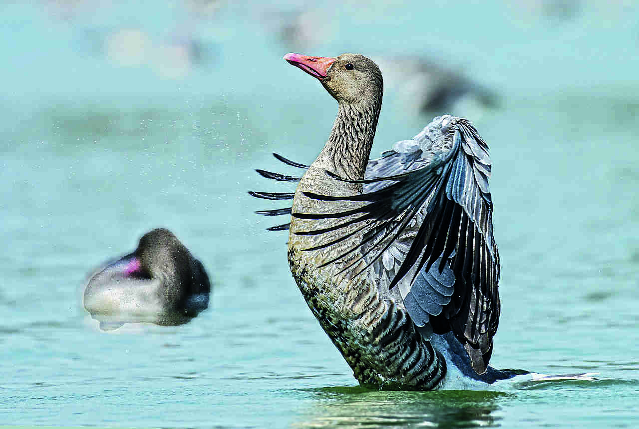 Waterbird census underway in North and South Dinajpur districts