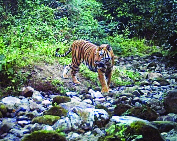‘No tiger sighted in Buxa Tiger Reserve since December 31, 2023’