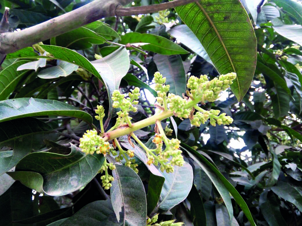 Mango blossoms despite adverse weather in Malda: A hopeful outlook for ...