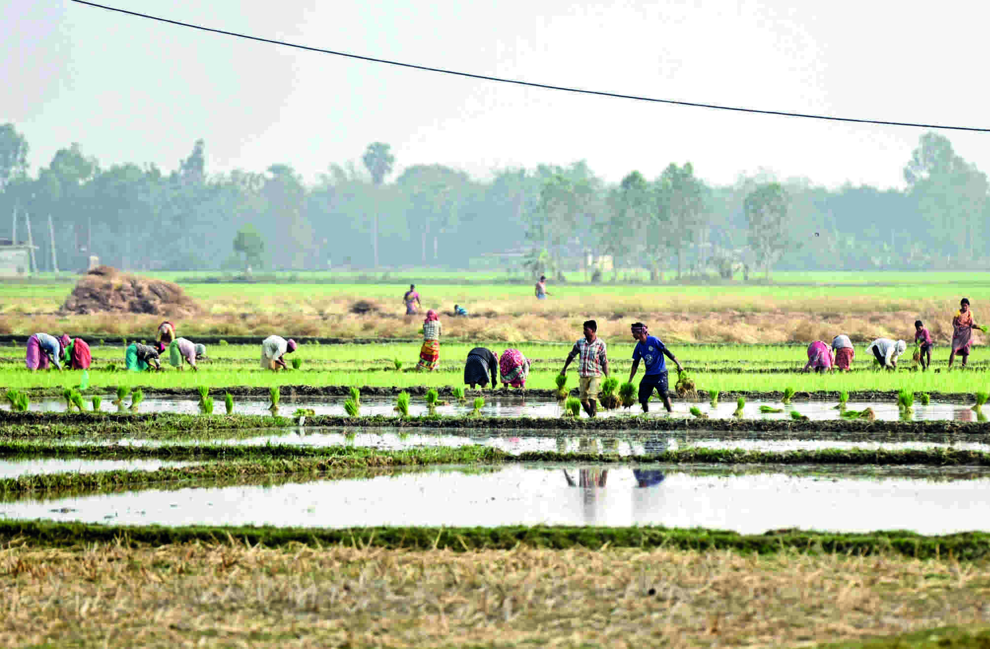 South Dinajpur Agri dept to implement block-based natural & traditional ...