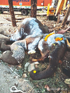 All efforts fail as Trypanosoma-infected elephant calf succumbs to her ...