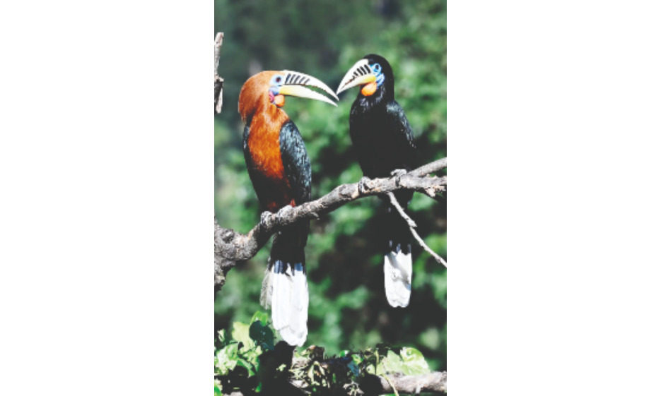 Palm fruit, hornbills & hope: A Darjeeling village finds new life