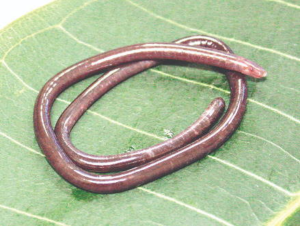 Rare amphibian discovered in Western Ghats